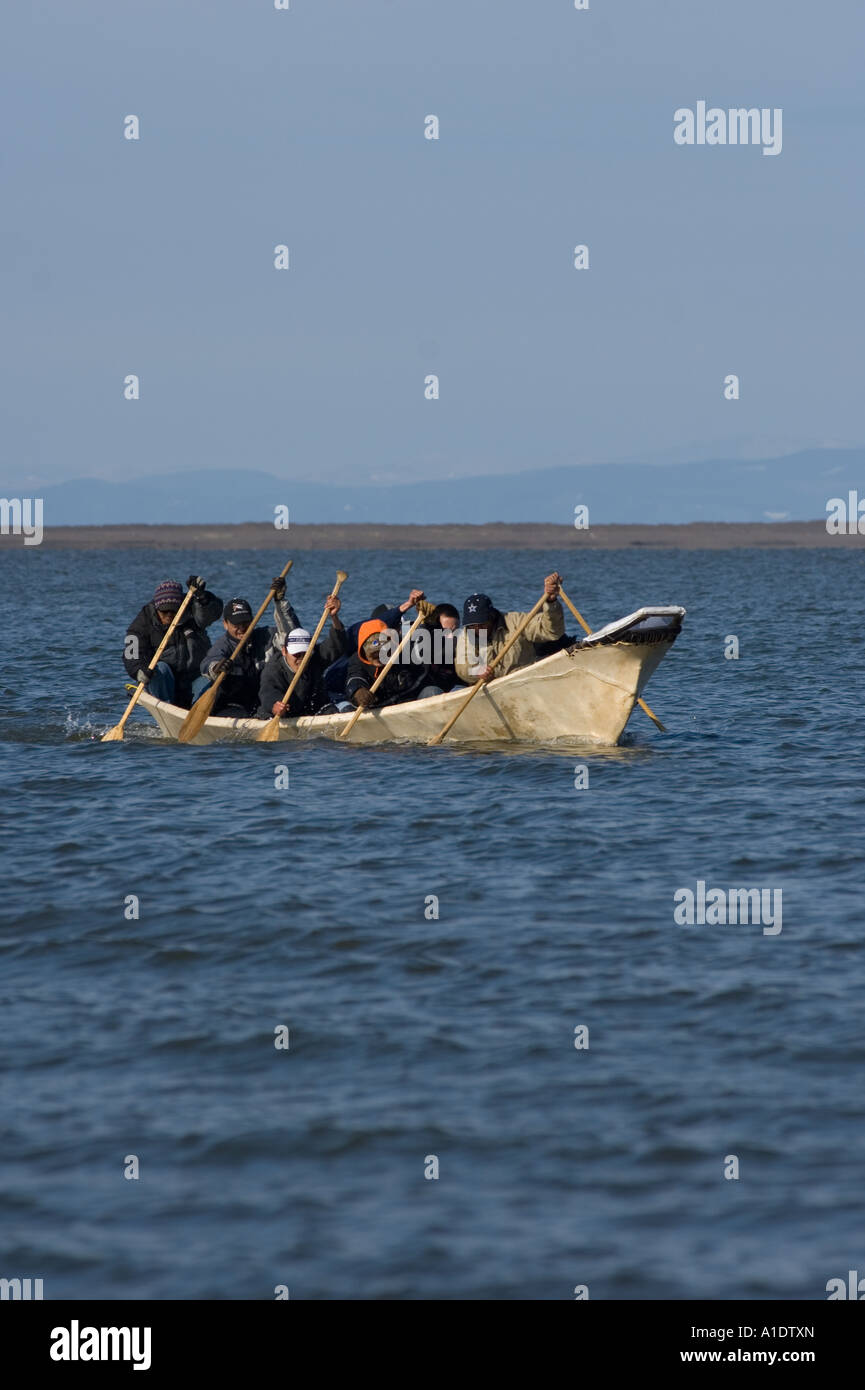 fourth of July umiak skin boat races Arctic coast off Tikigaq Point ...
