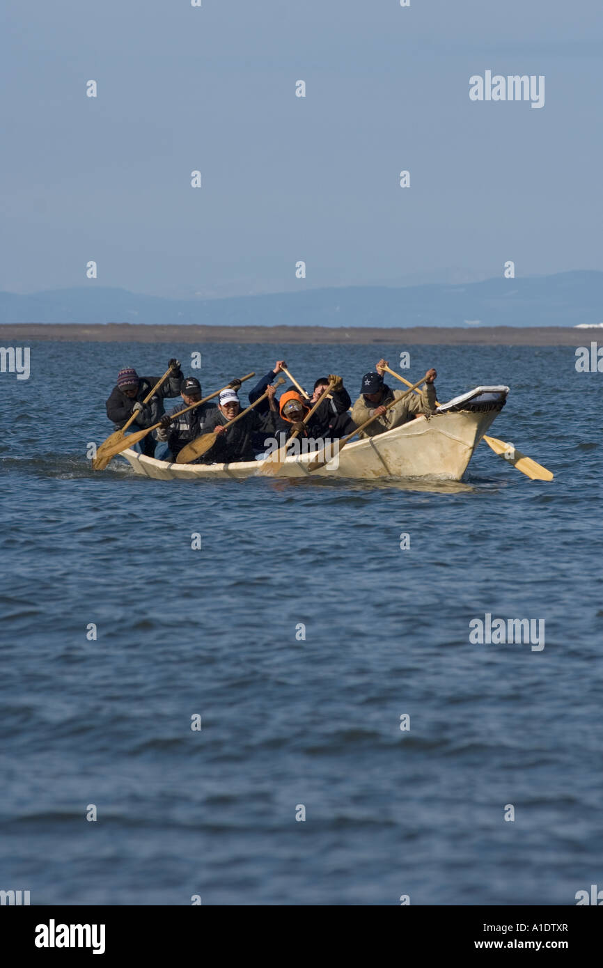 fourth of July umiak skin boat races Arctic coast off Tikigaq Point ...