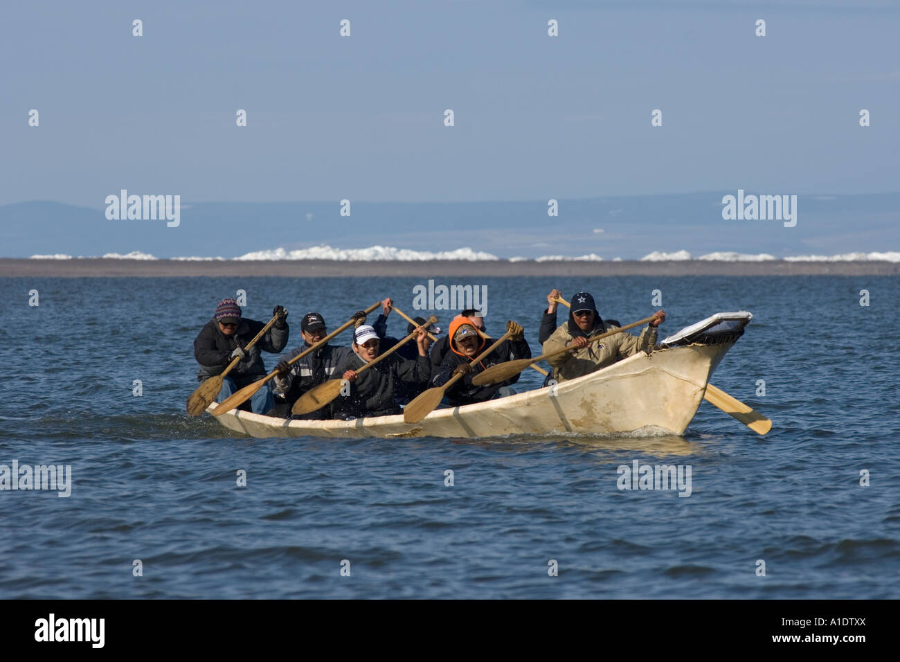 fourth of July umiak skin boat races Arctic coast off Tikigaq Point ...