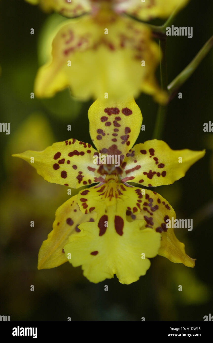 Tiger Crow or Golden Girl Orchid xodontocidum KIKE CALVO V W flower ...