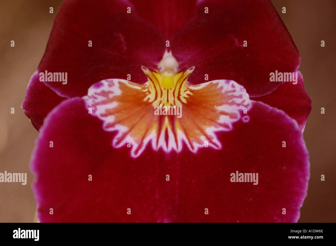 Miltoniopsis Orchid Pancy Orchid Tropical Forests of Central and South ...