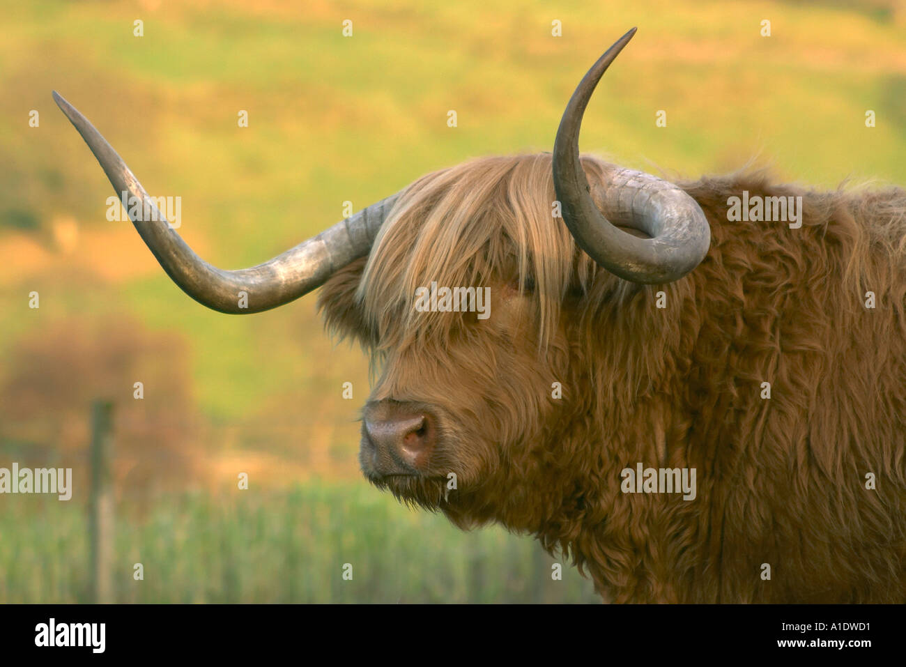 Hamish the Highland Bull Stock Photo - Alamy
