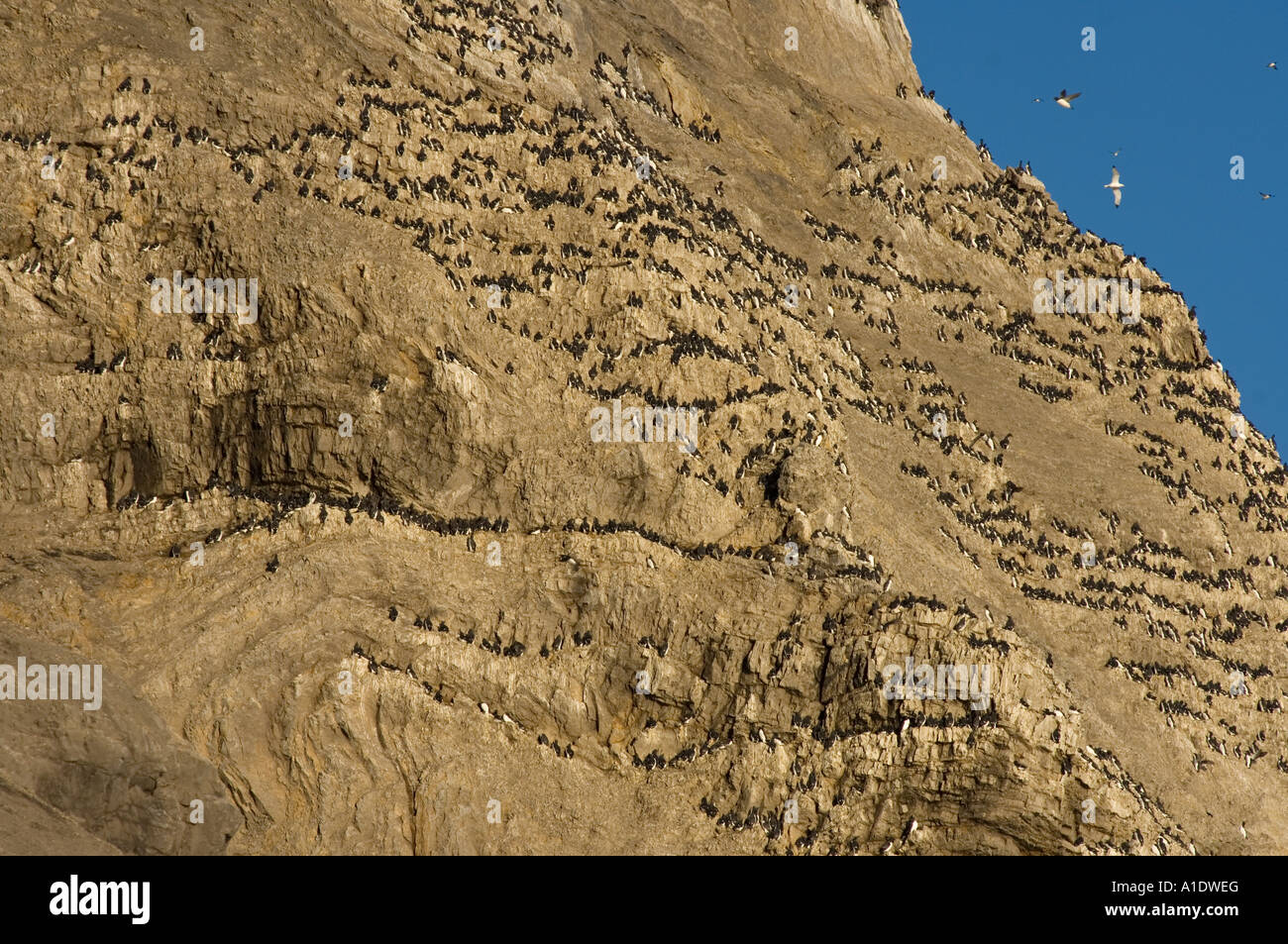 Chukchi sea alaska murre hi-res stock photography and images - Alamy