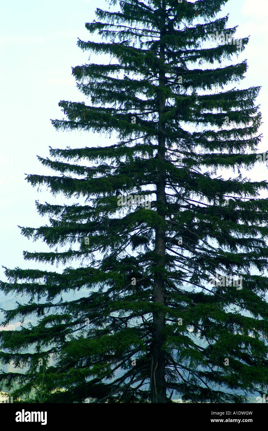 Large spruce tree Stock Photo - Alamy