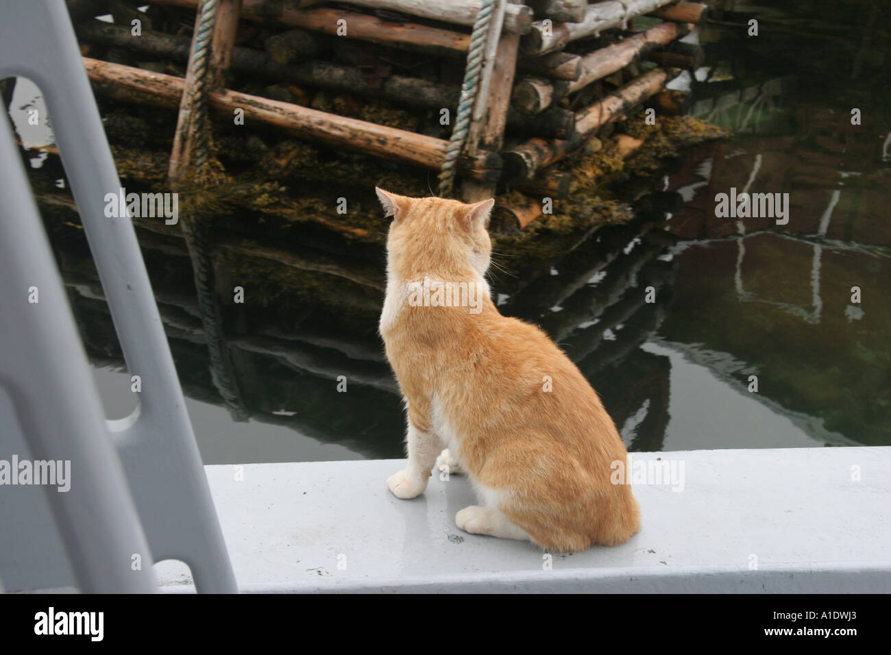 kitty cat takes an unplanned boat ride Stock Photo - Alamy