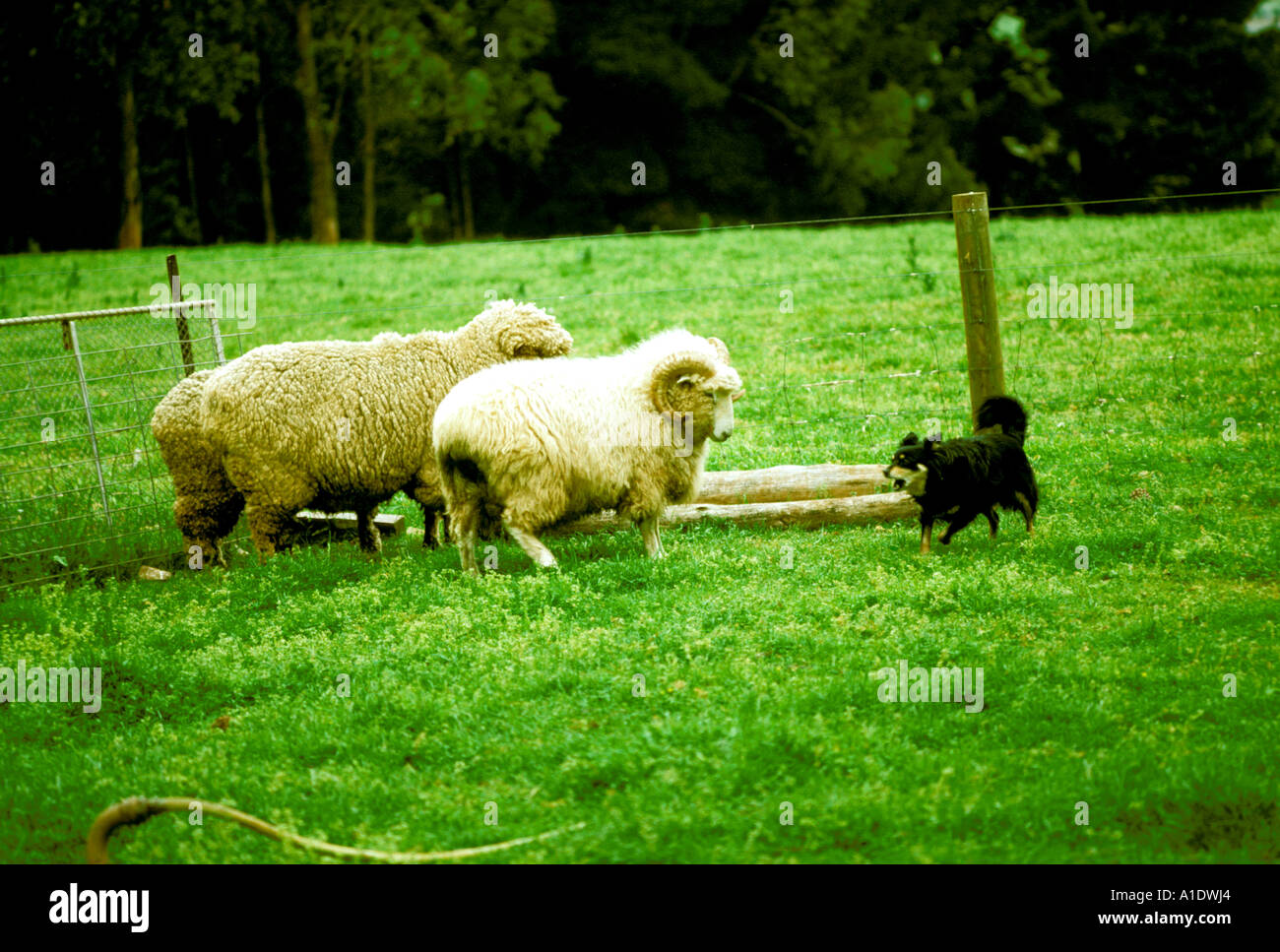 Sheep dog demonstration hi-res stock photography and images - Alamy