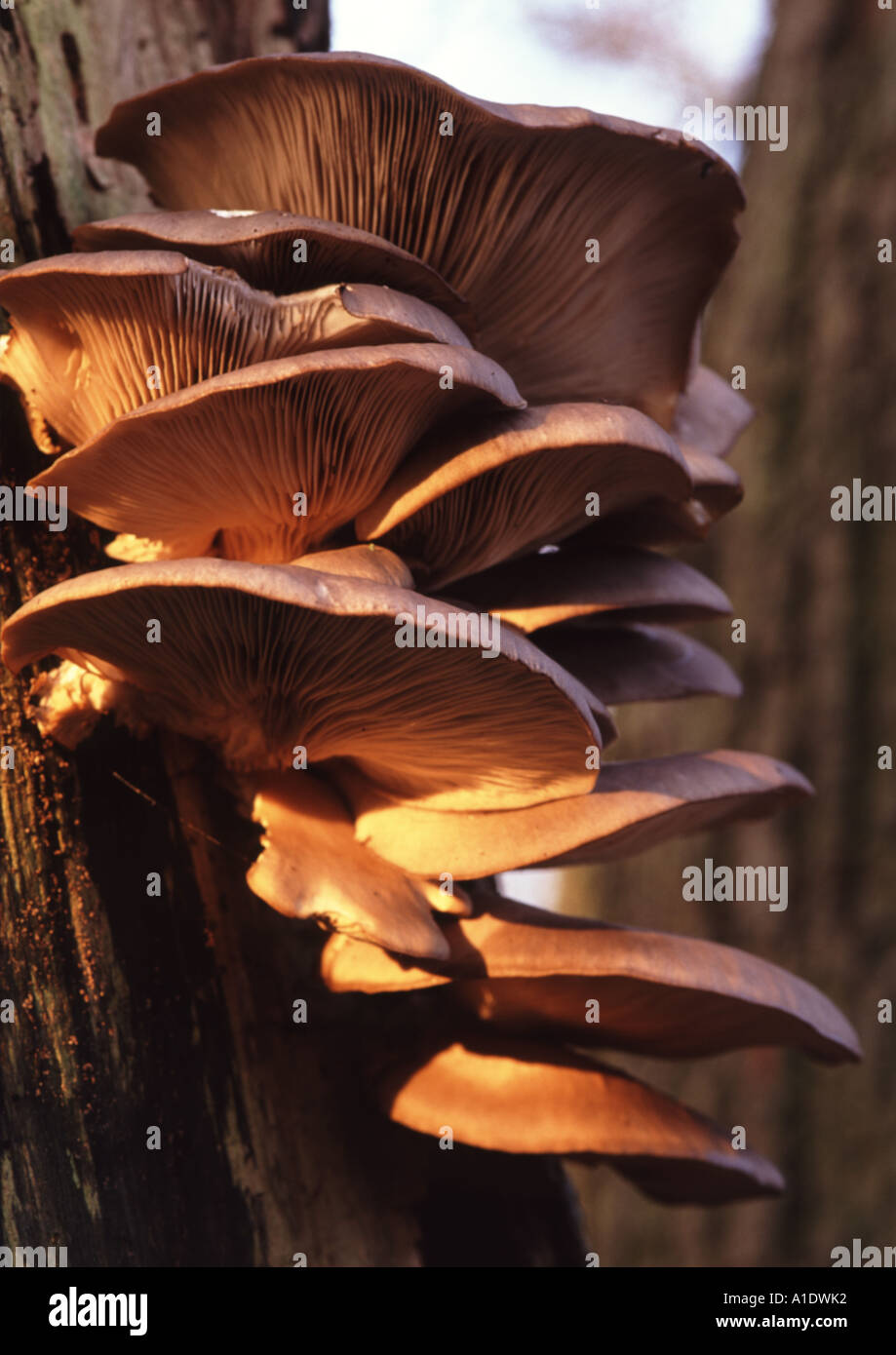 Bracket Fungi on log in British woodland Stock Photo - Alamy