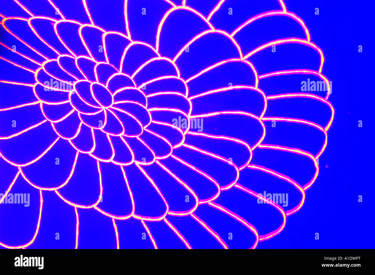 Glowing mollusc shell hi-res stock photography and images - Alamy