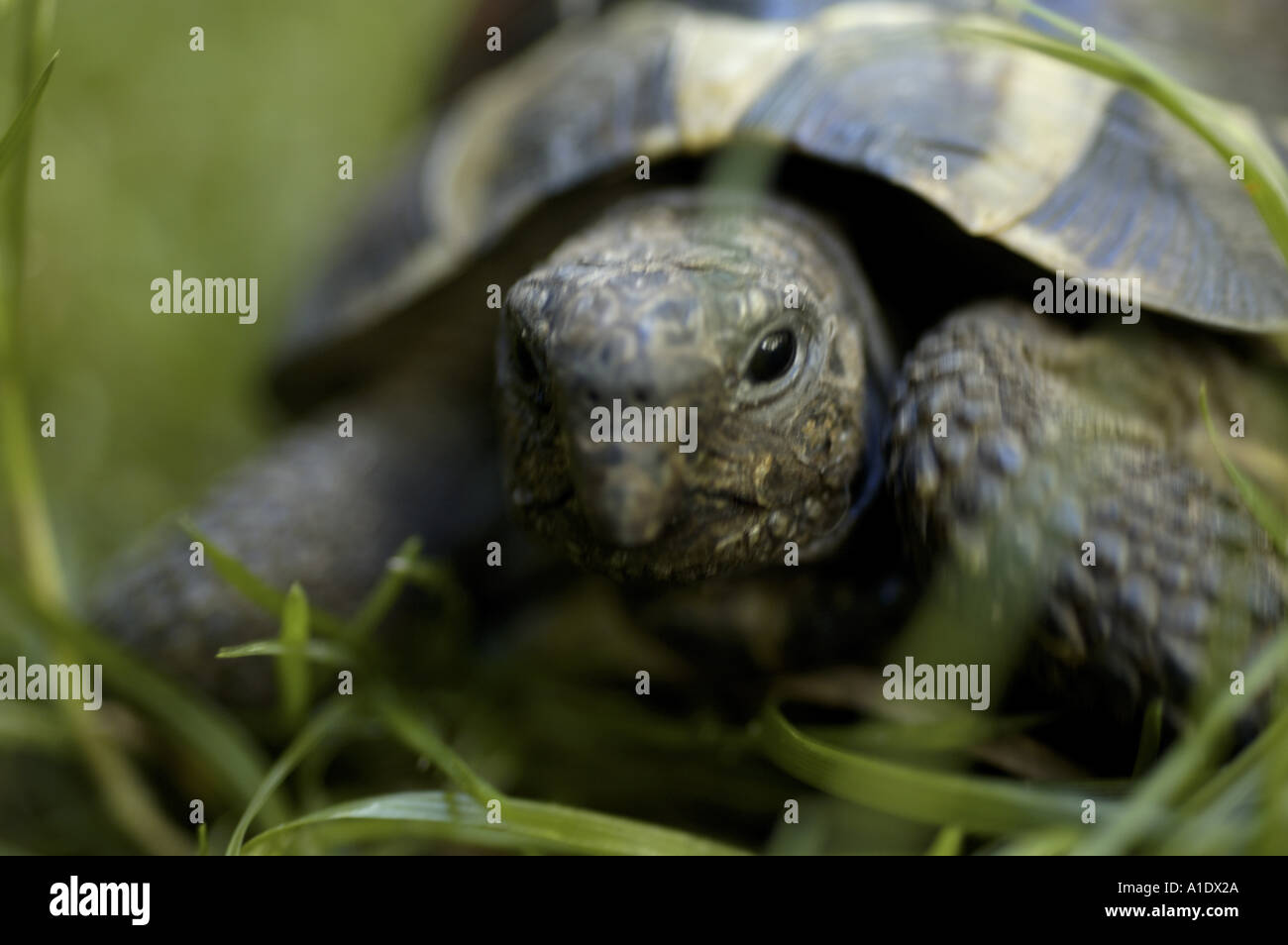 Moorish tortoise hi-res stock photography and images - Alamy