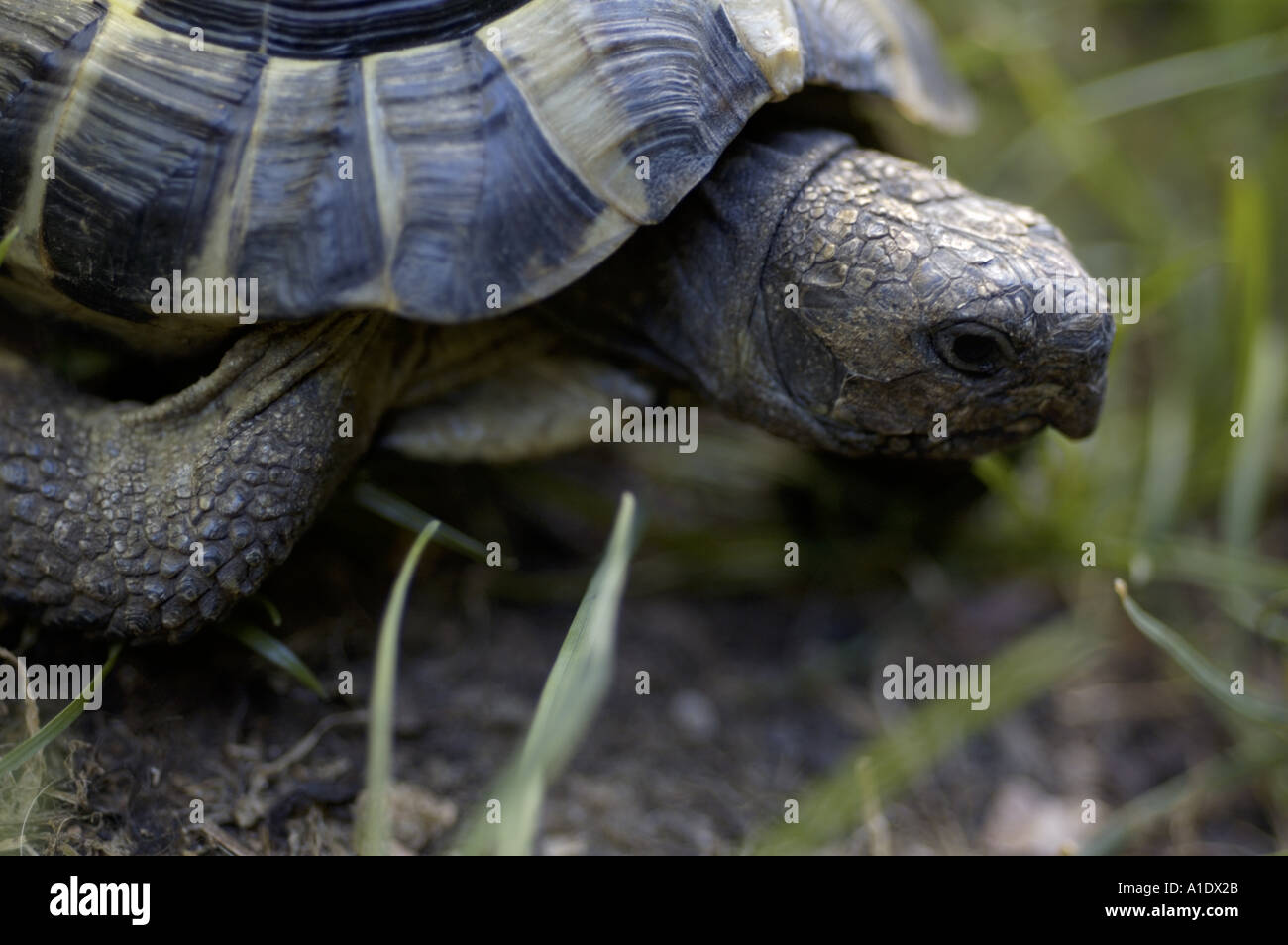 Moorish turtle hi-res stock photography and images - Alamy