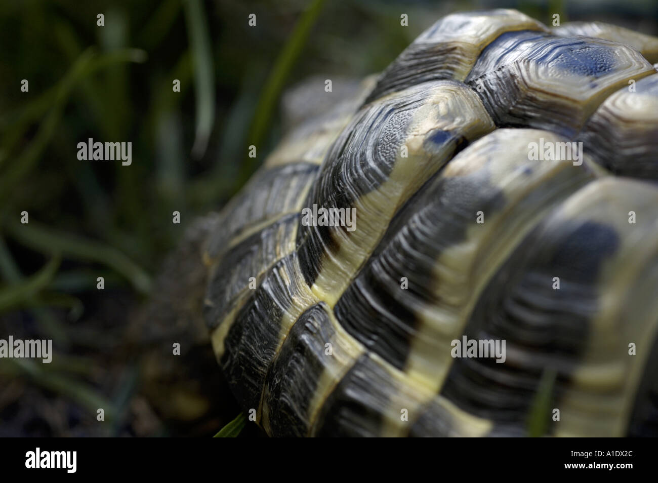 Moorish turtle hi-res stock photography and images - Alamy