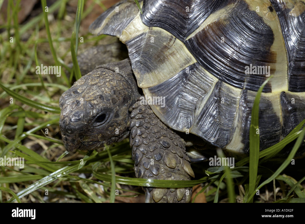 Moorish Turtle Walking In The Lawn Testuda Graeca Moresque Stock Photo ...