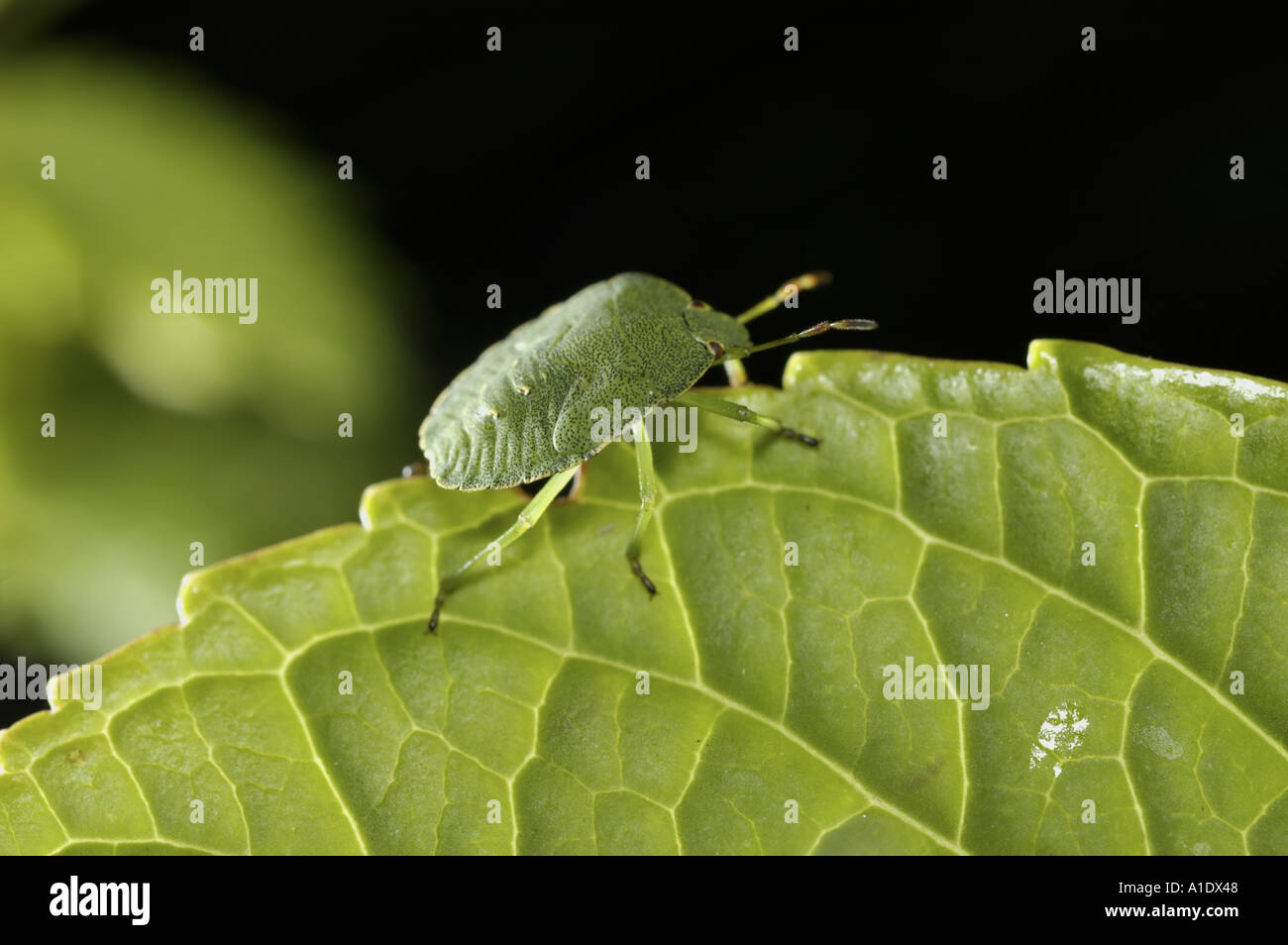 Southern Green Stink Bug (Nezara viridula) camouflaged on a green leaf ... Southern Green Stink Bug (Nezara viridula) camouflaged on a green leaf ...