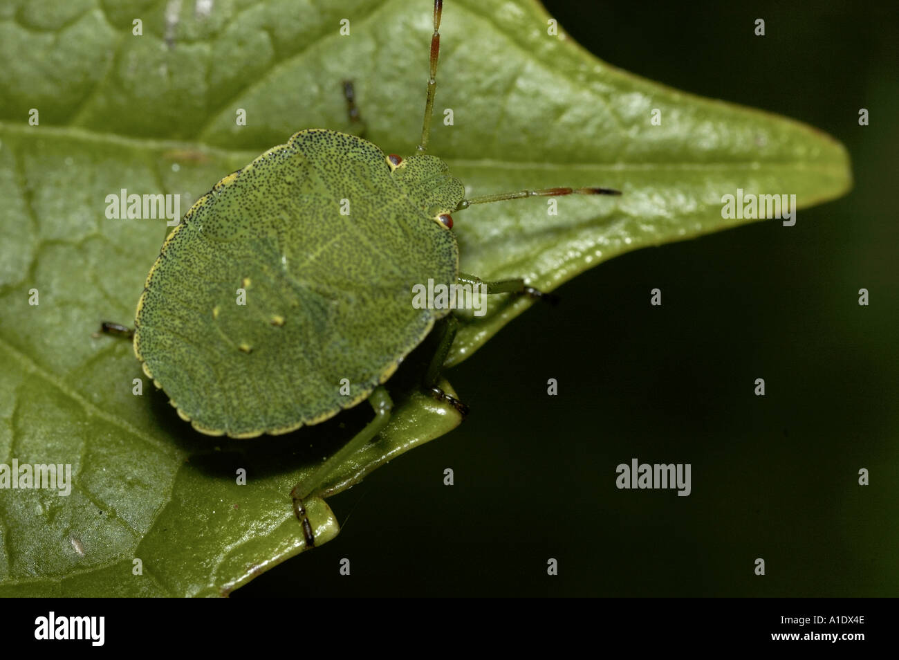 Green bug nezara viridula Stock Photo - Alamy