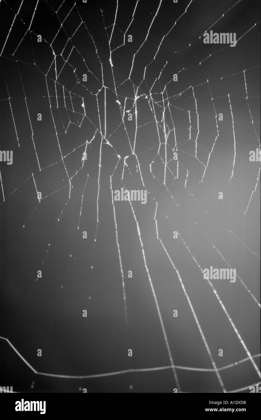 Delicate structure of a spider web Stock Photo - Alamy