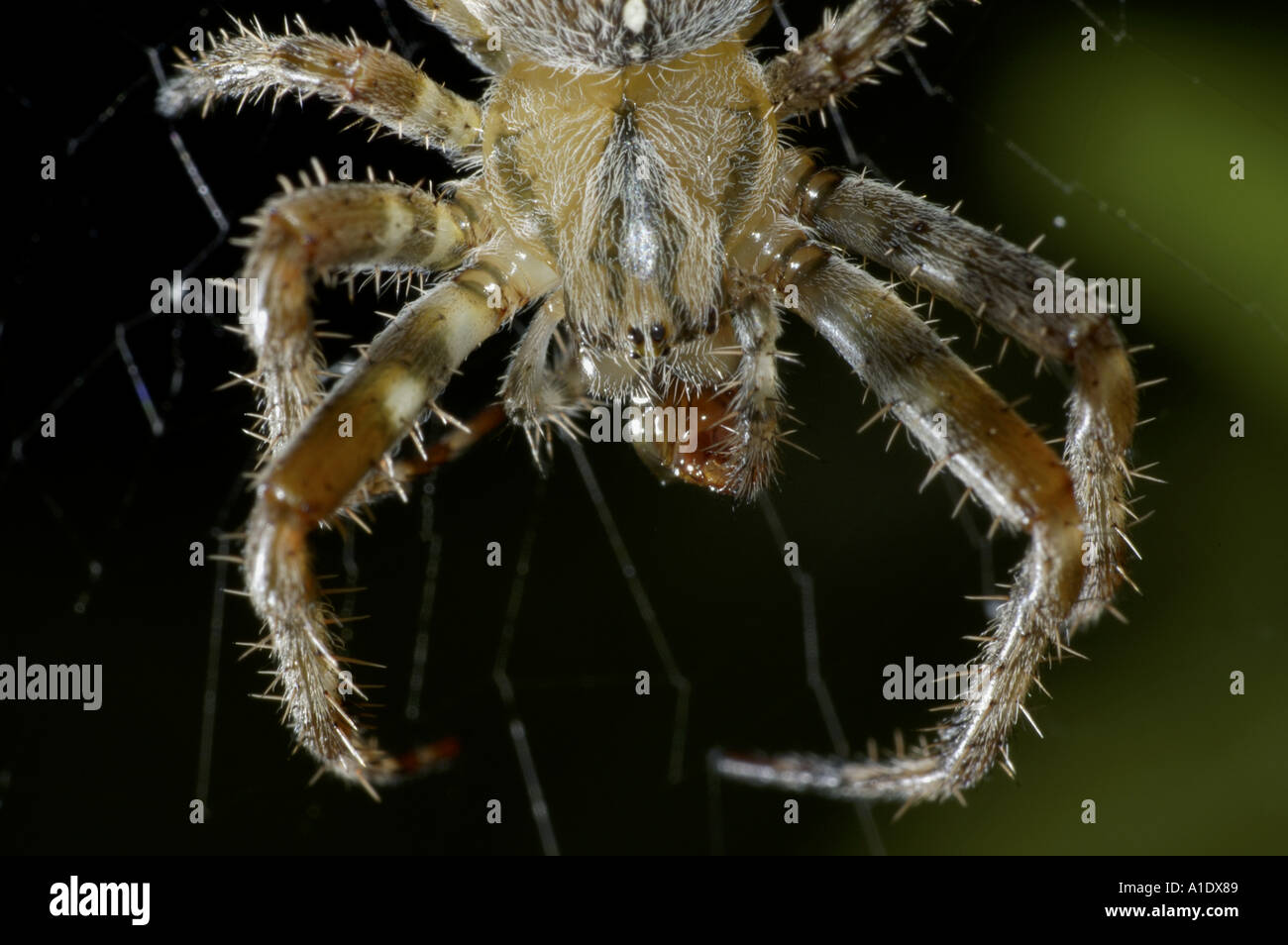 Spider on web eating a midge could be a araneus diadematus Stock Photo ...