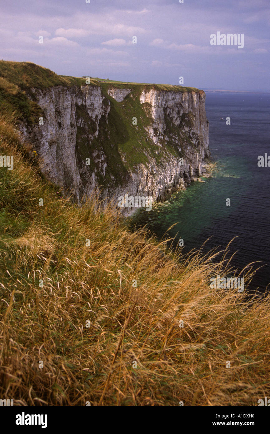 Bempton Cliffs in summer East Yorkshire England UK United Kingdom GB ...