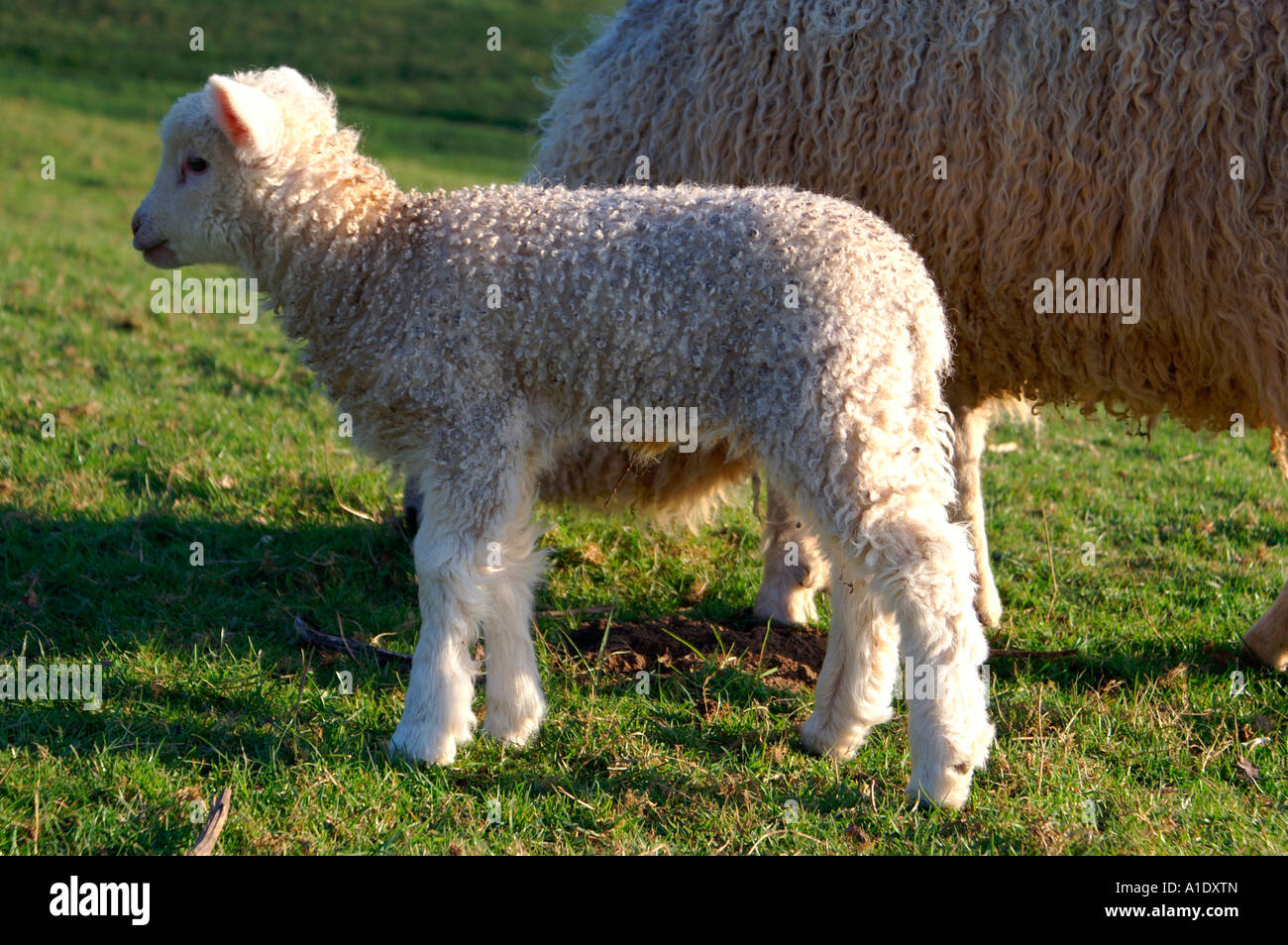 White lamb and sheep on meadow, english countryside farming Stock Photo ...