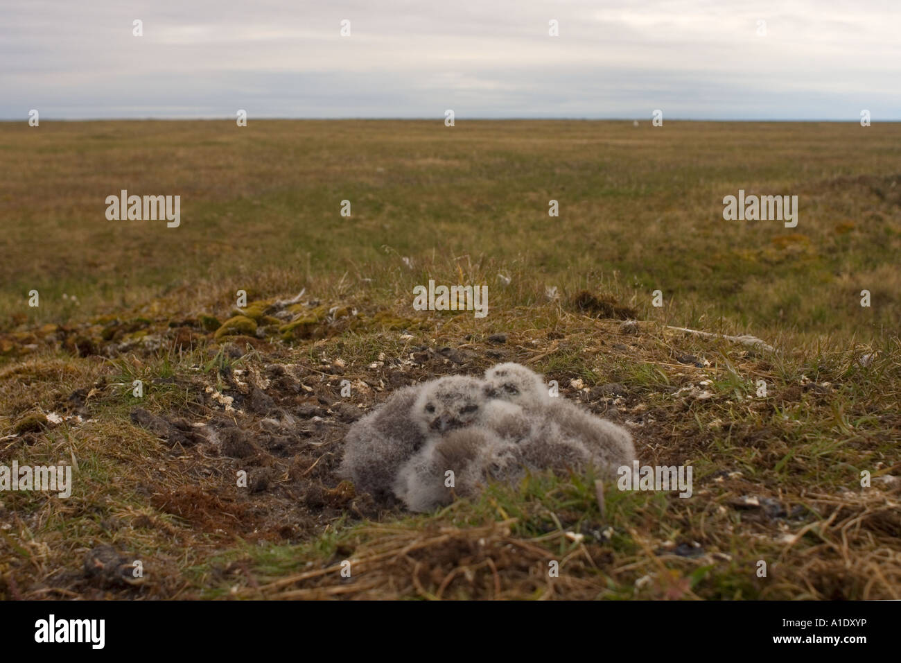 Snowy owl nest hi-res stock photography and images - Alamy