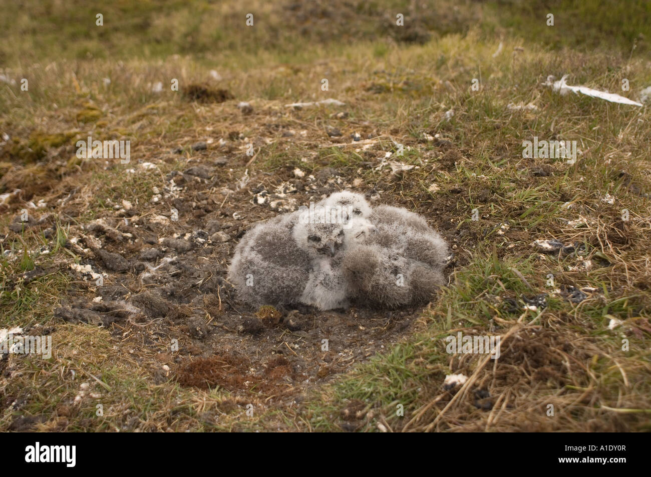 snowy owl Nycttea scandiaca chicks in their nest National Petroleum ...