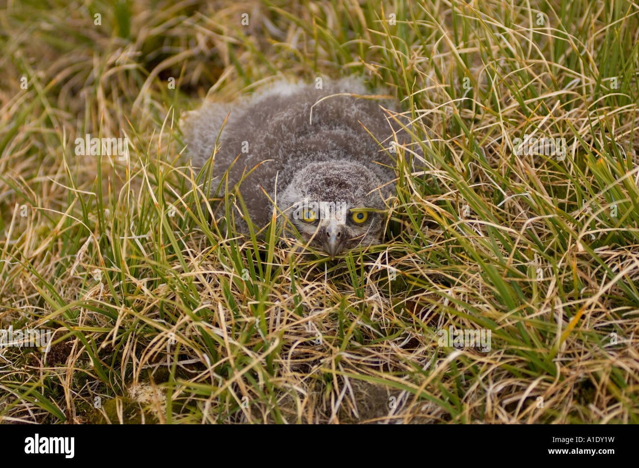 snowy owl Nycttea scandiaca on tundra in the National Petroleum ...