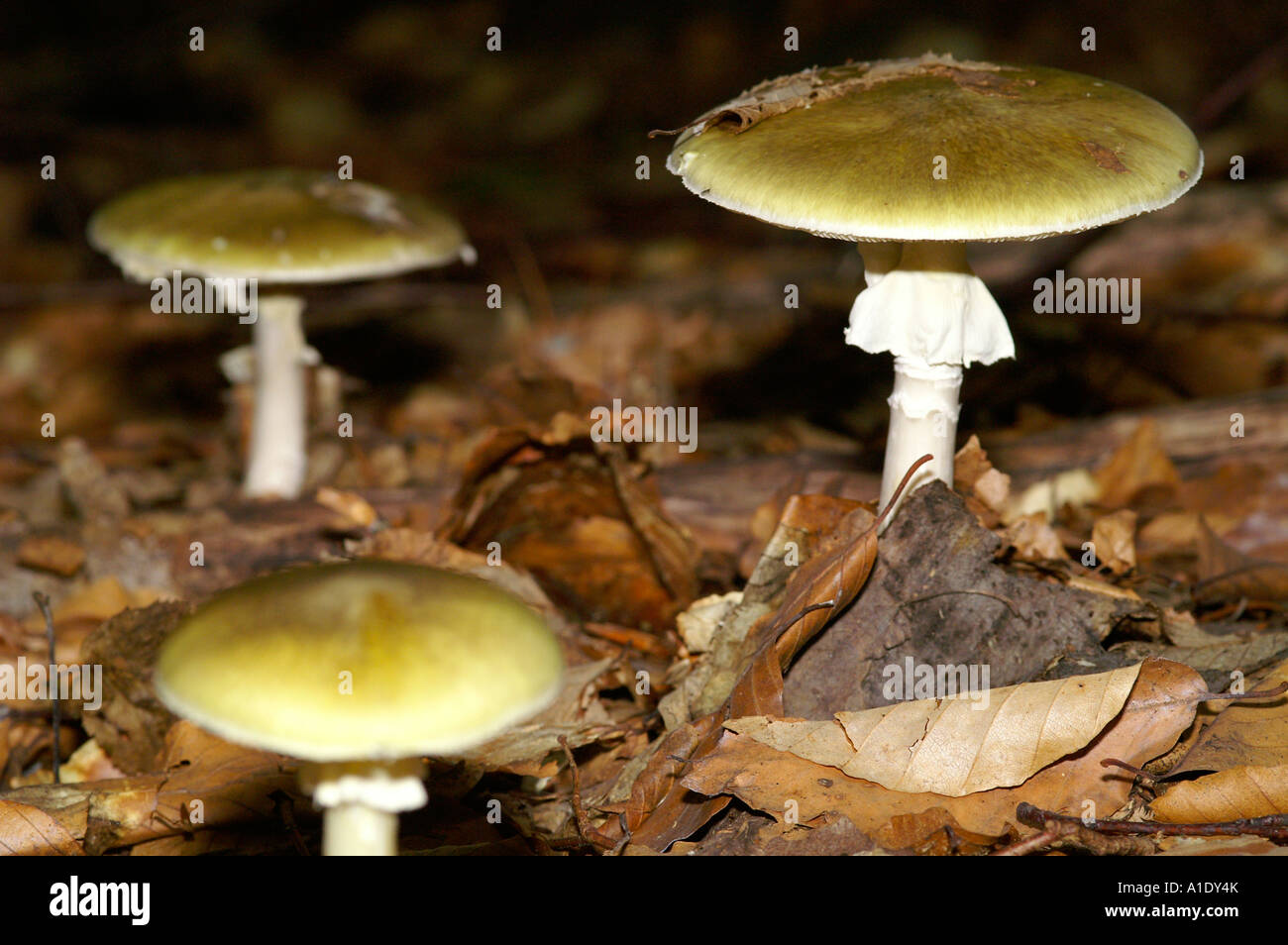Amanita Phalloides Identification