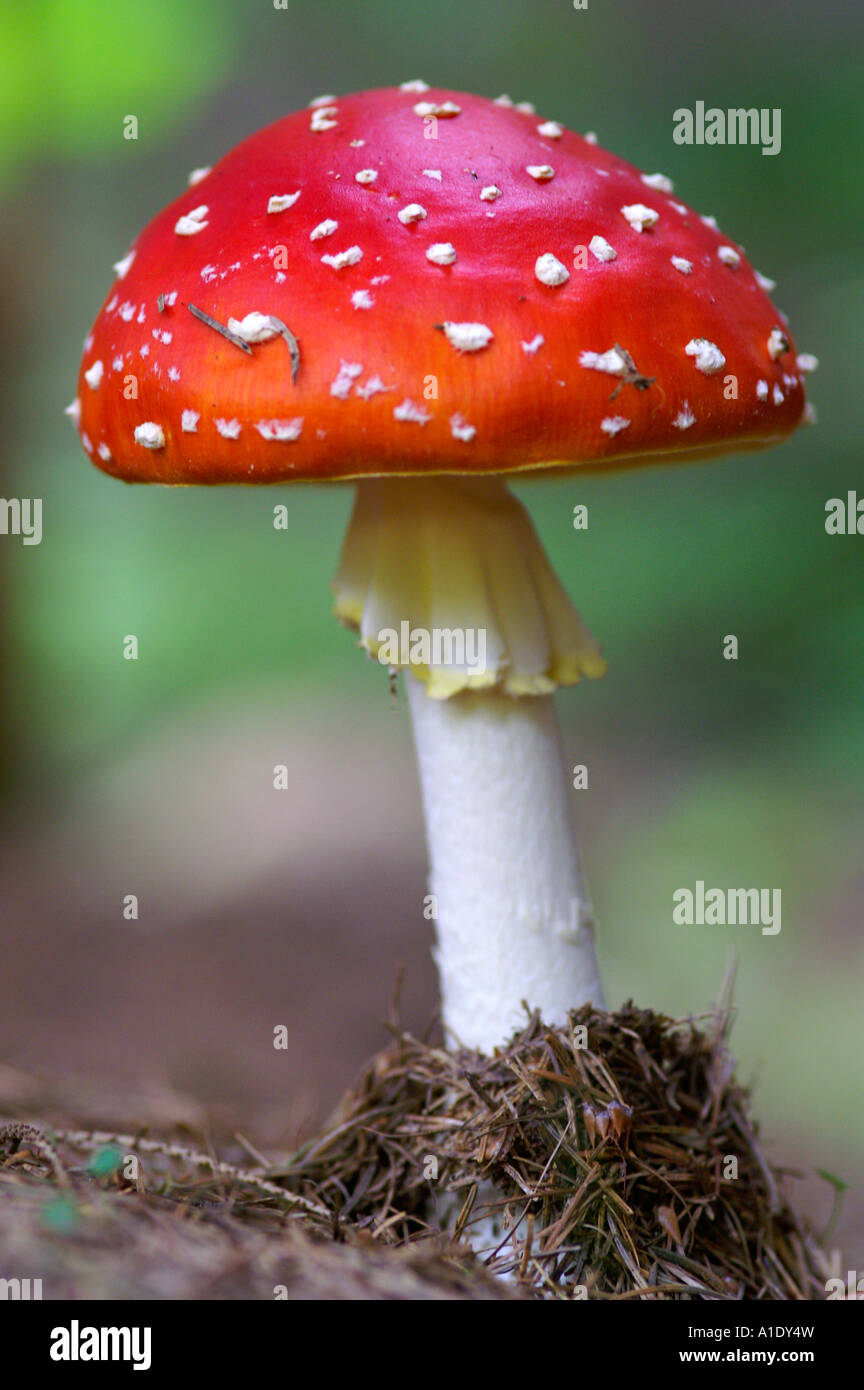 Amanita muscaria young mushroom, red cap white dots, detail closeup ...