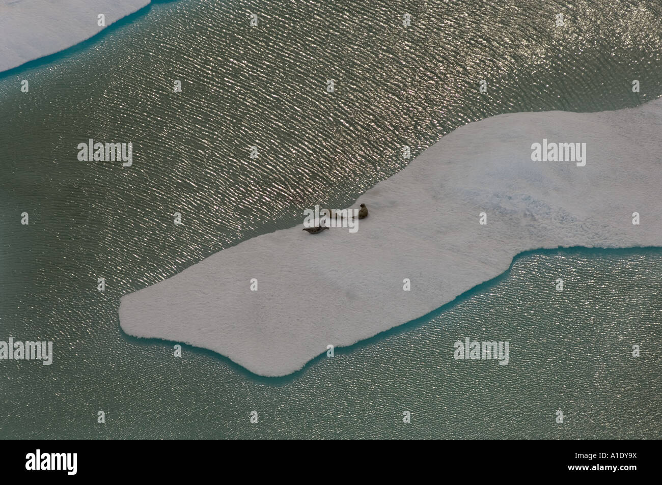ringed seals Phoca hispida resting on multi layer ice in the Chukchi ...