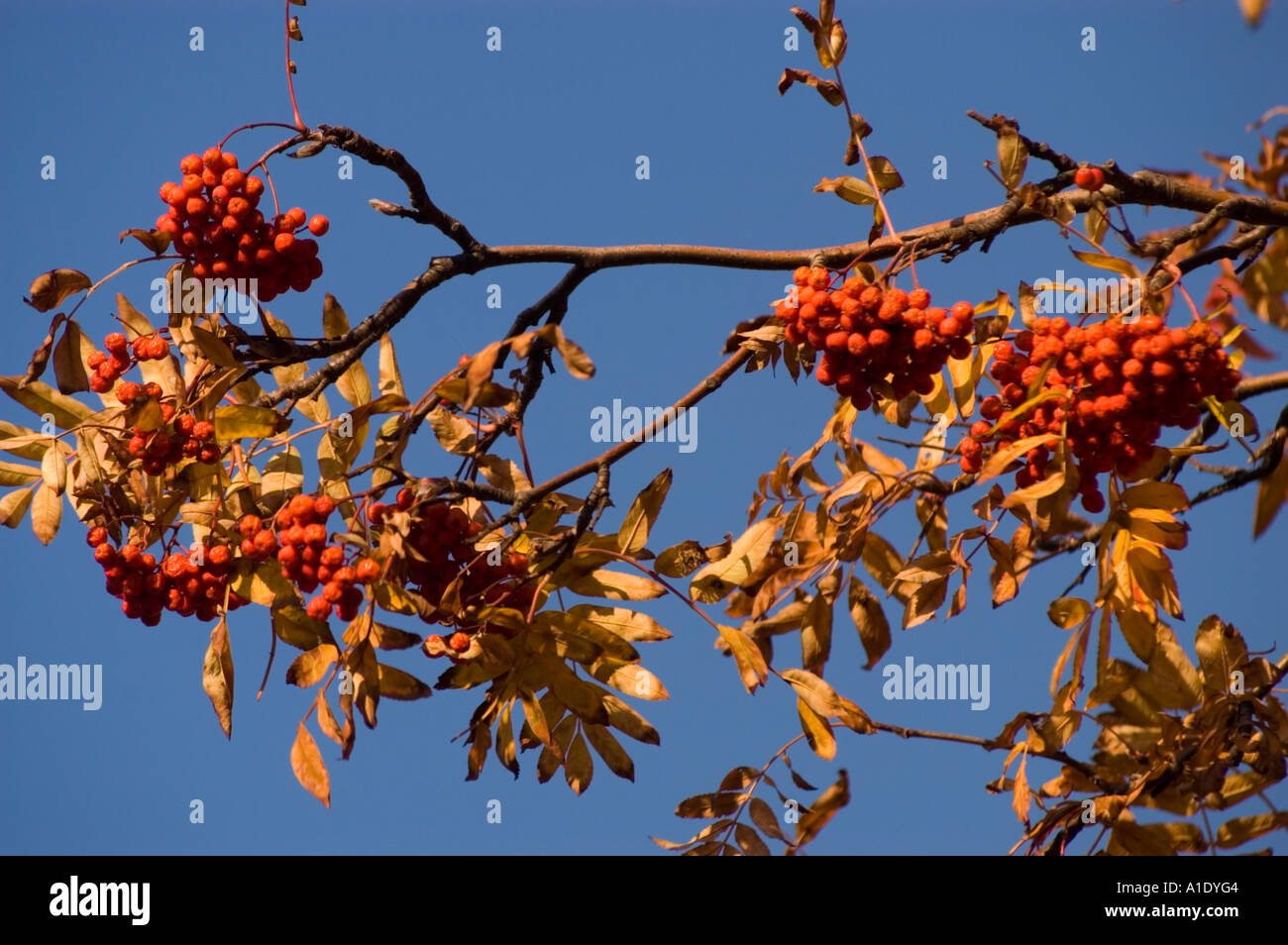 Rowan Ash Berry tree Sorbus aucuparia during autumn Stock Photo - Alamy