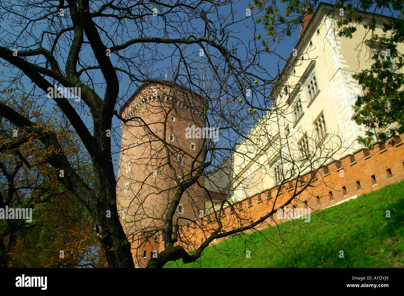 Wawel castle bastion wall and leafless tree in central Krakow Cracow ...