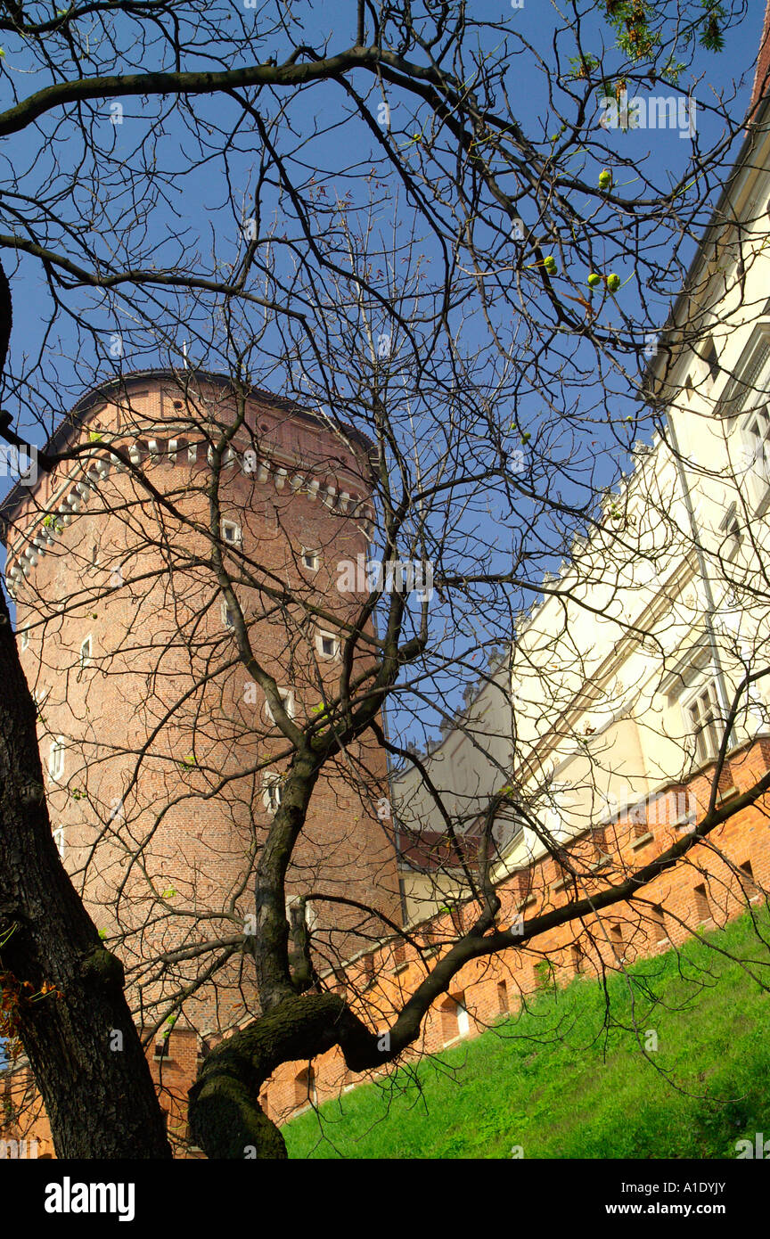 Wawel castle bastion wall and leafless tree in central Krakow Cracow ...