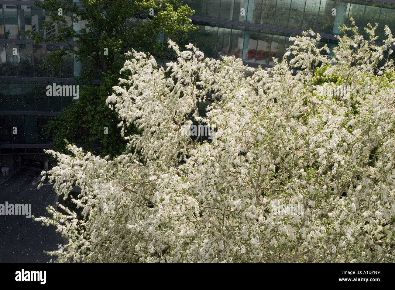 Tree emiting allergy pollen with glass office building in background ...