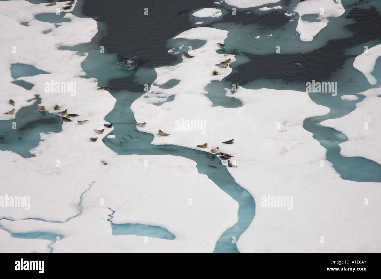 Hauled out basking in water hi-res stock photography and images - Alamy