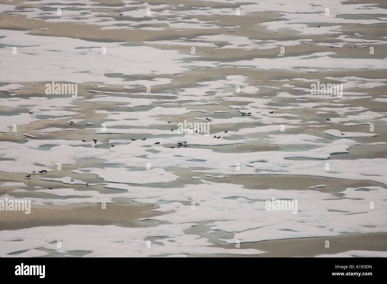 ringed seals Phoca hispida resting on multi layer ice Chukchi Sea 20 ...