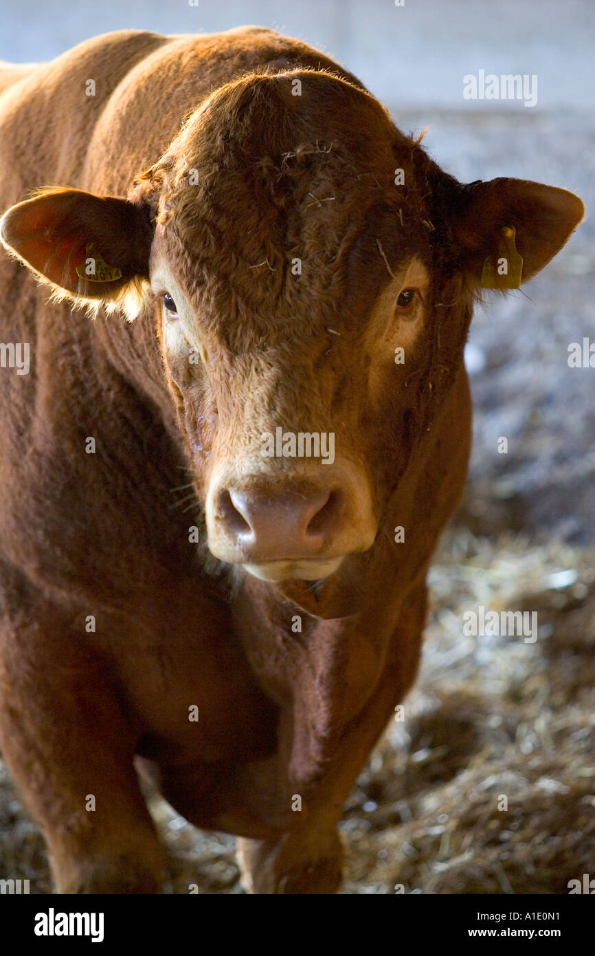 South Devon bull at Sheepdrove Organic Farm Lambourn England Stock ...