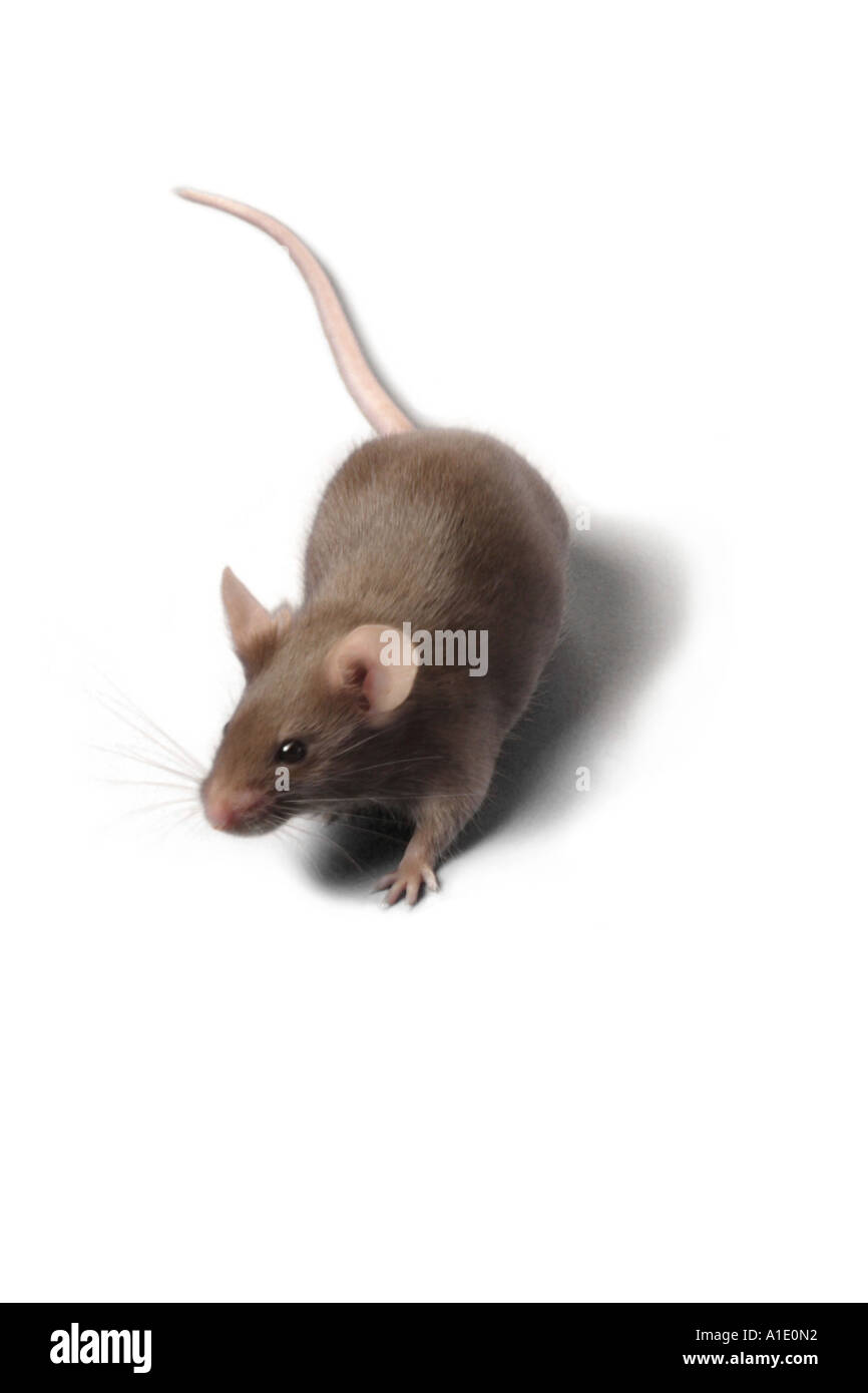 Scurrying Cut Out Stock Images & Pictures - Alamy