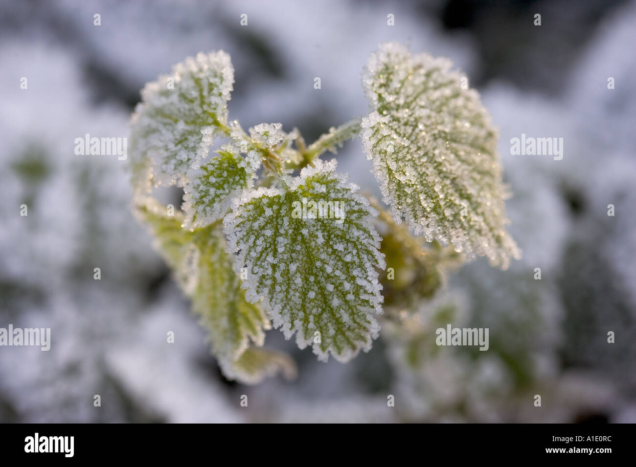 Frost winter frozen nettle hi-res stock photography and images - Alamy