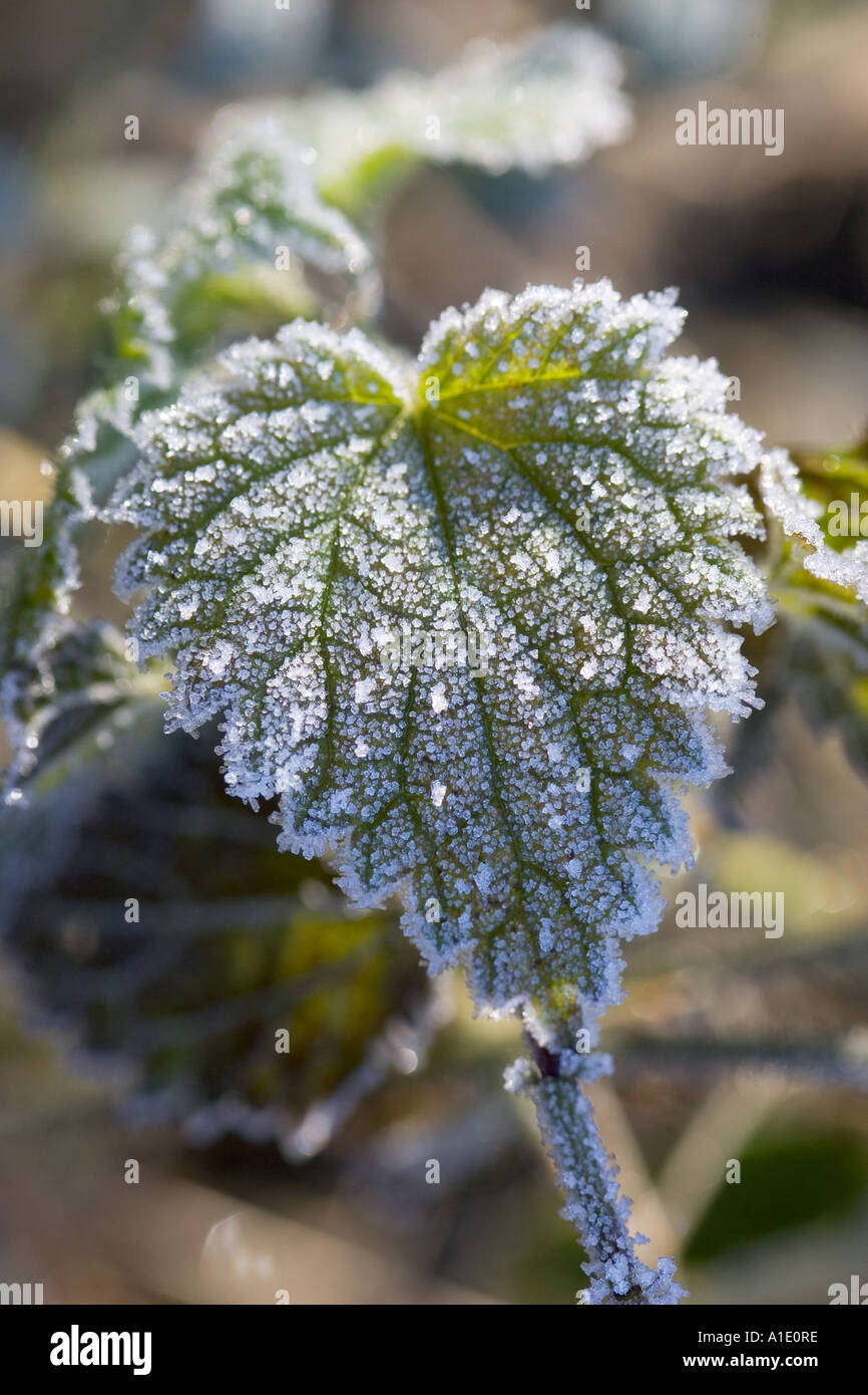 Nettles frozen frost hi-res stock photography and images - Alamy