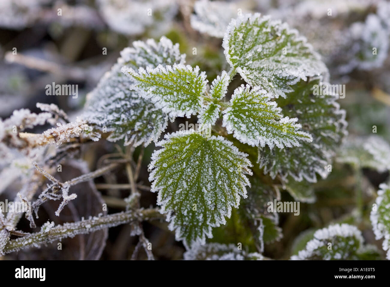 Frost winter frozen nettle hi-res stock photography and images - Alamy