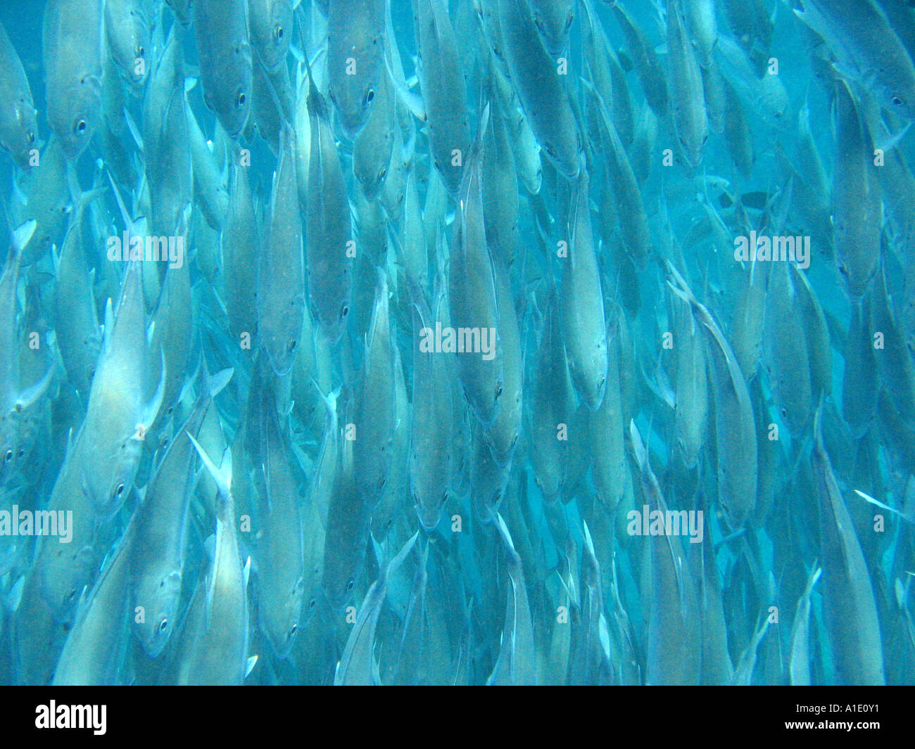 Fish in the Maldives Stock Photo - Alamy