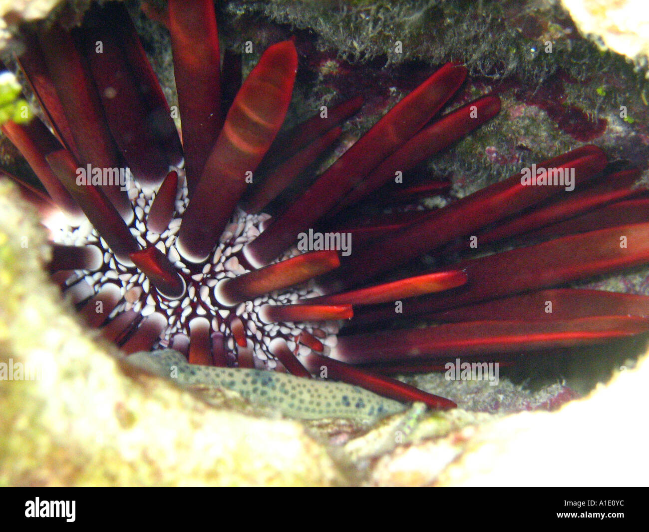 Spiney sea urchin hi-res stock photography and images - Alamy