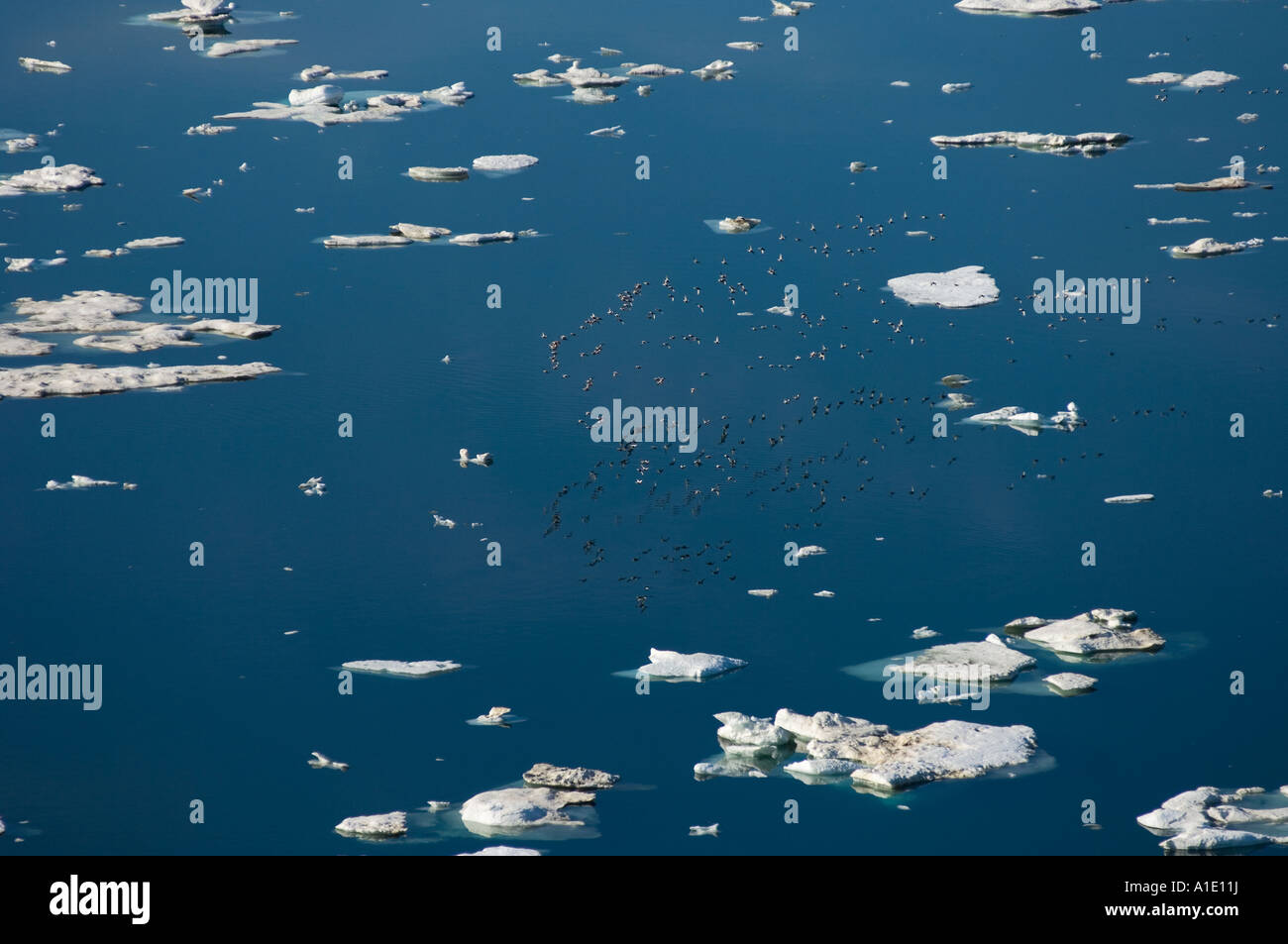 king eider Somateria spectabilis flock in flight along the Arctic coast ...