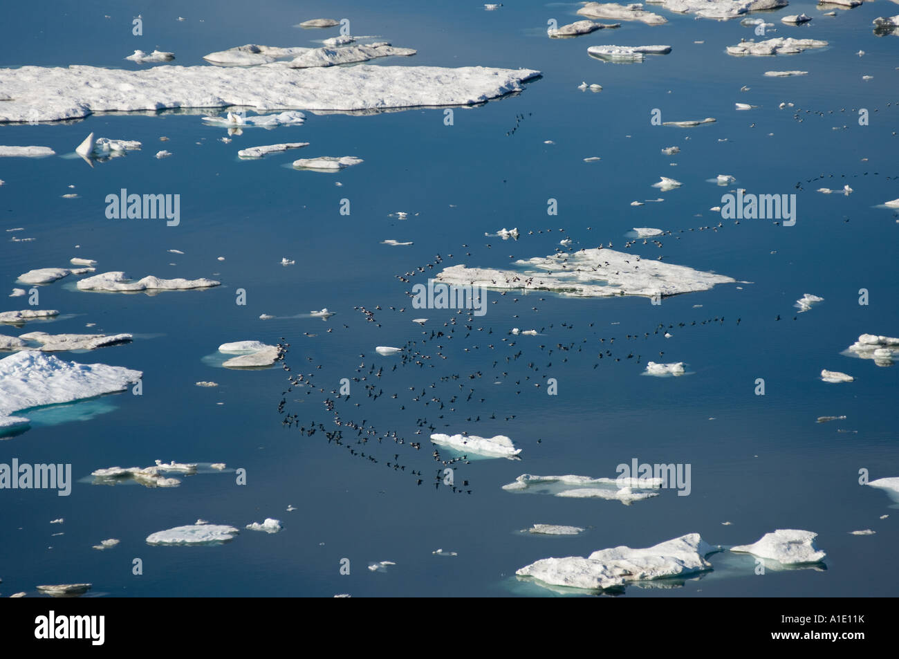 king eider Somateria spectabilis flock in flight along the Arctic coast ...