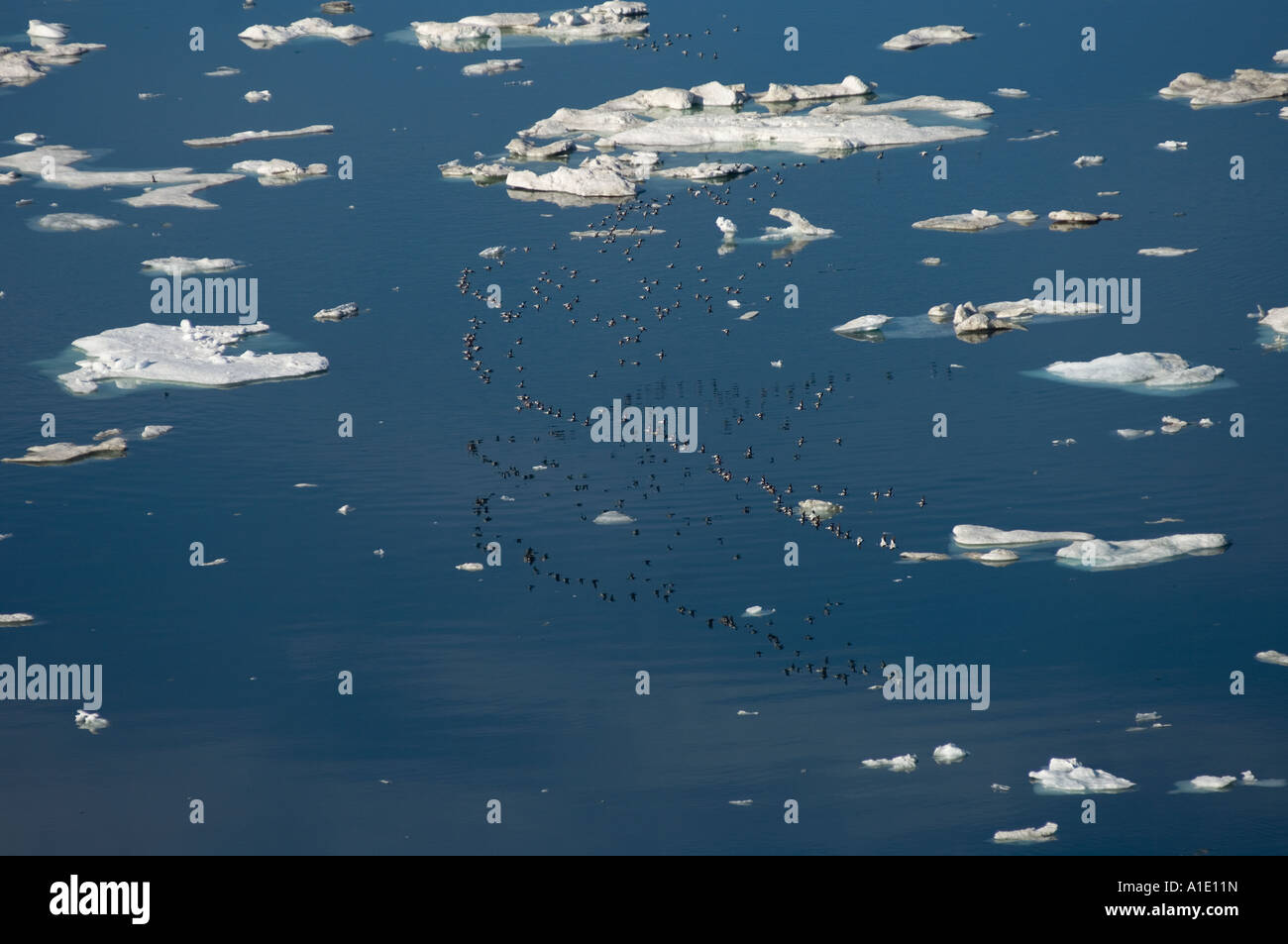 king eider Somateria spectabilis flock in flight along the Arctic coast ...