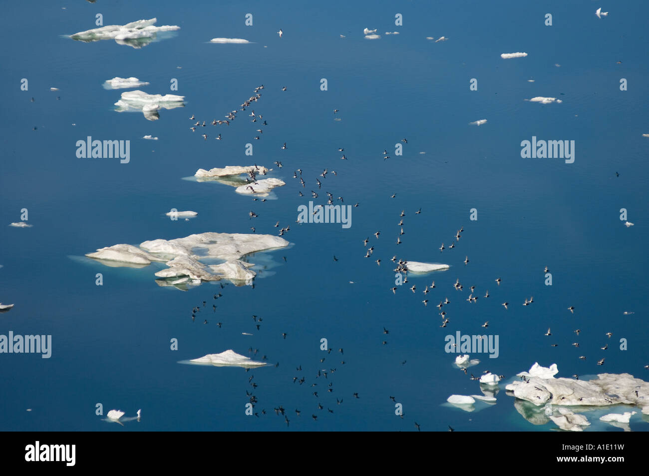 king eider Somateria spectabilis flock in flight along the Arctic coast ...