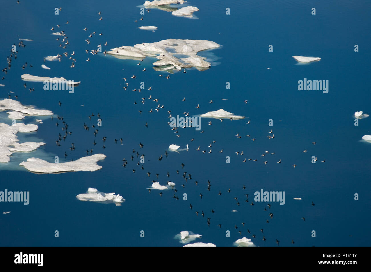 king eider Somateria spectabilis flock in flight along the Arctic coast ...