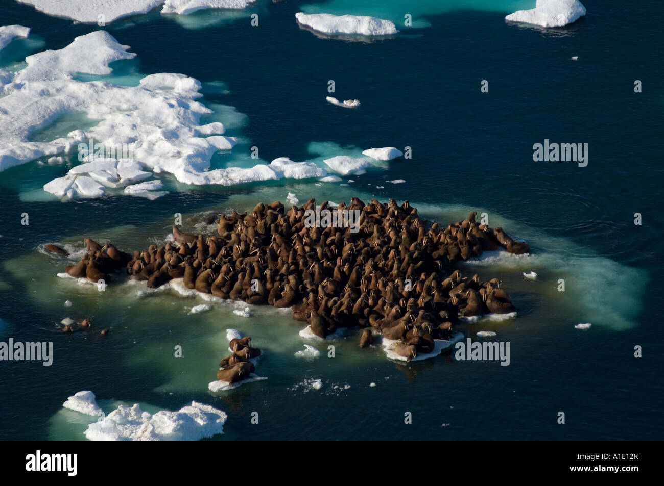 walrus Odobenus rosmarus resting on chunks of pack ice off the National ...