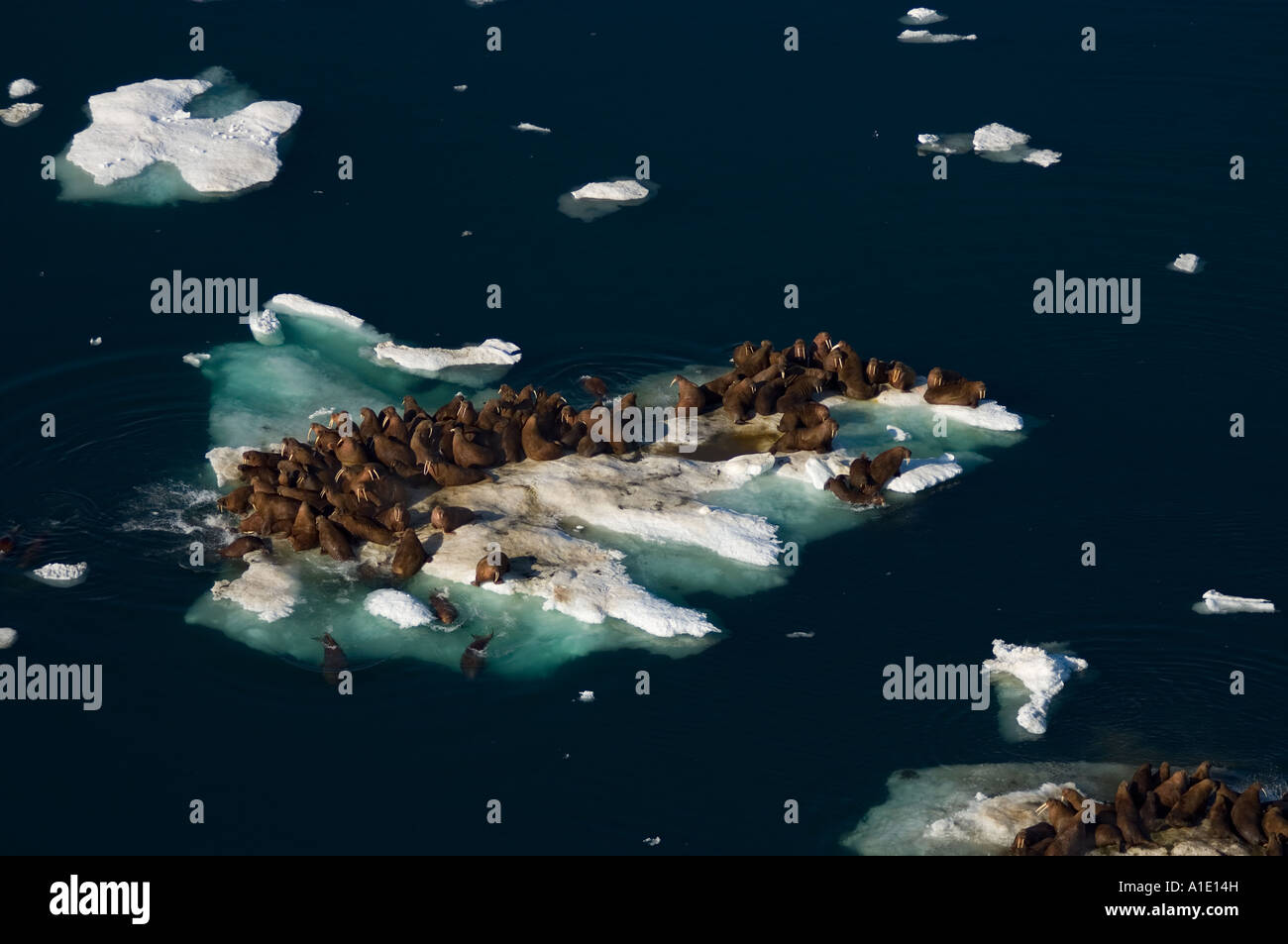 Arctic walrus aerial hi-res stock photography and images - Alamy