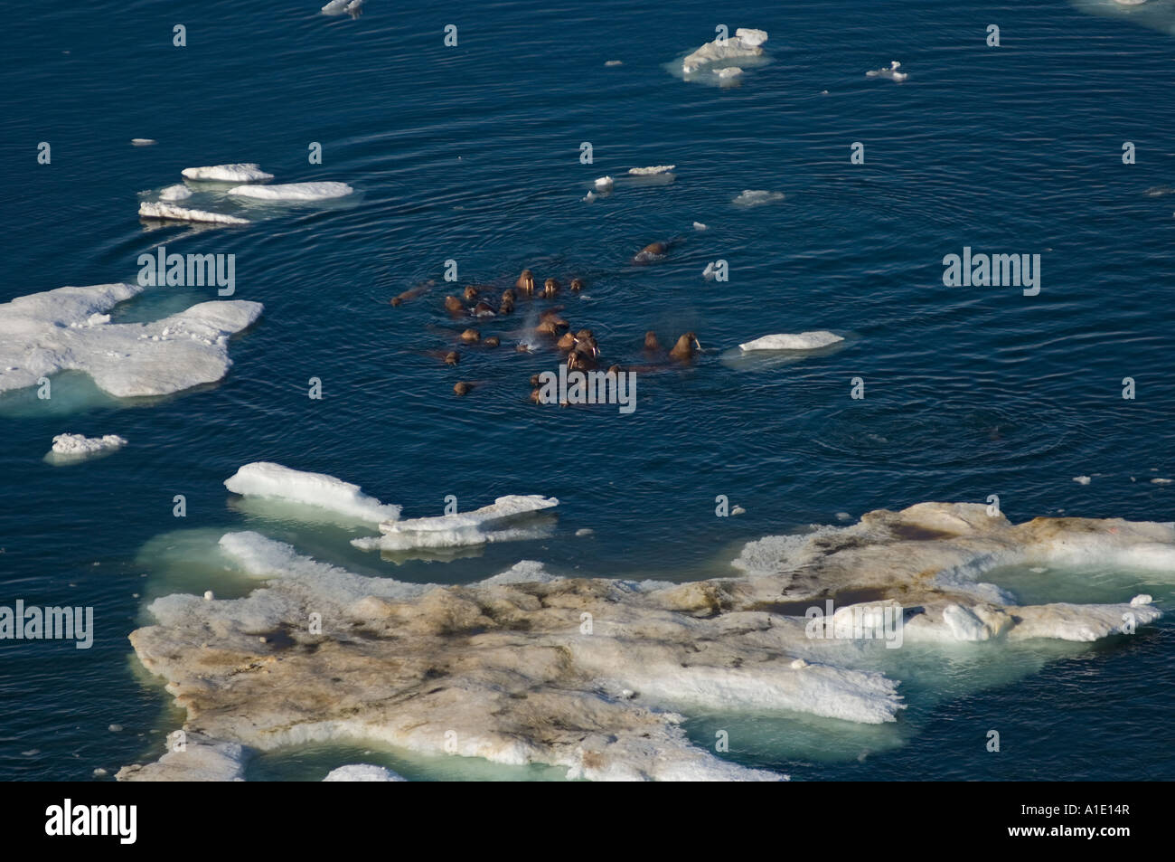 walrus Odobenus rosmarus herd swimming around chunks of pack ice during ...