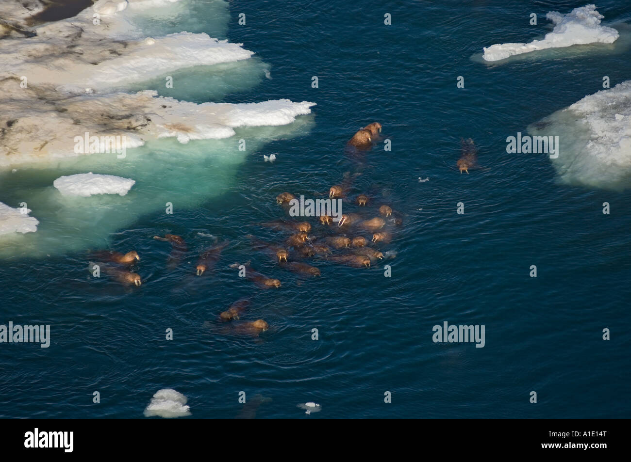 walrus Odobenus rosmarus swimming around pack ice in the Chukchi Sea ...
